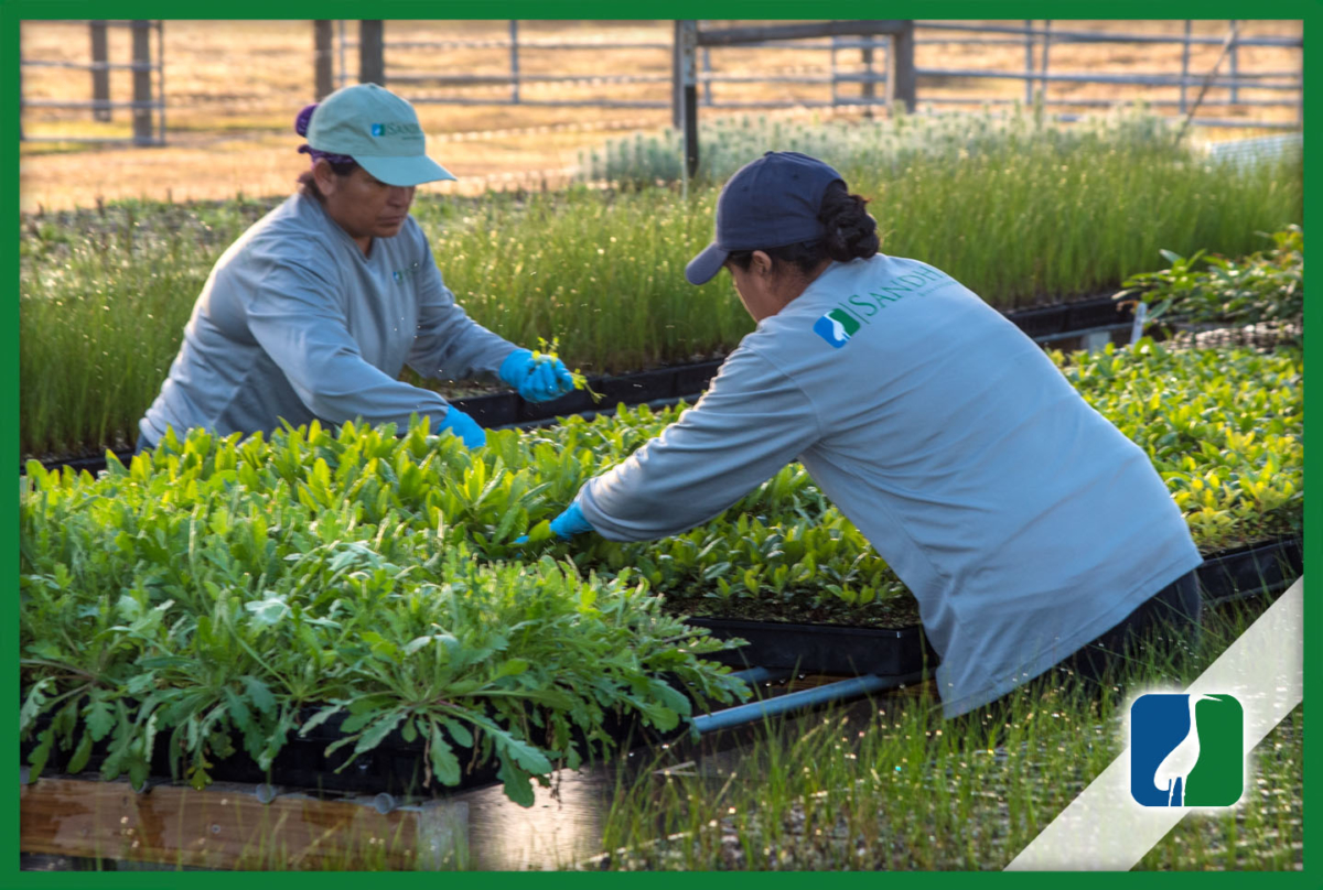 About Us - Sandhill Native Growers